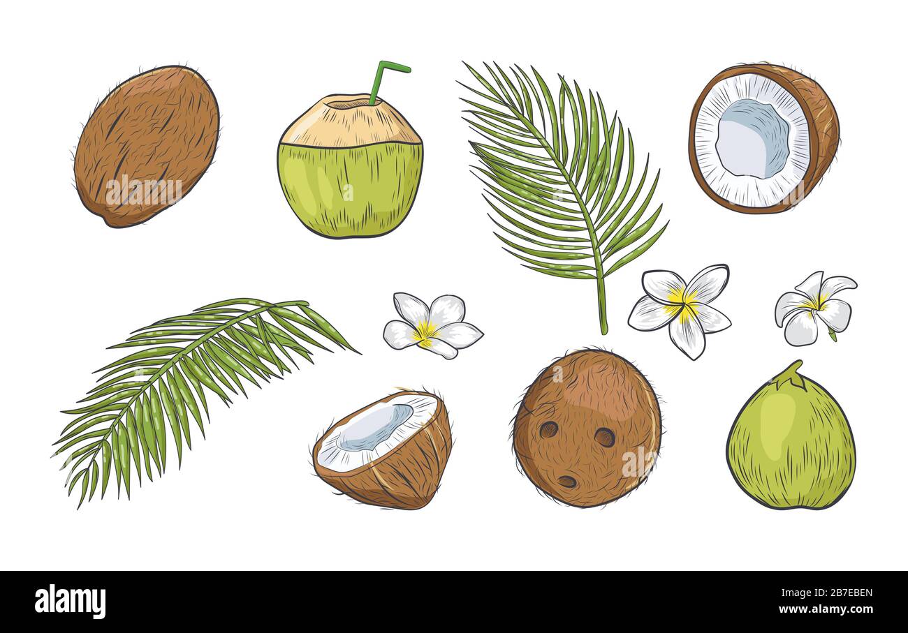Tropical elements collection. Green and brown coconut isolated on white ...