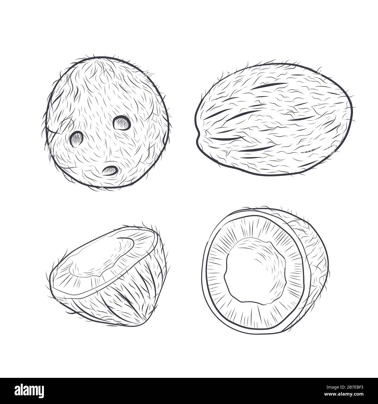 Coconut whole isolated Stock Vector Images - Alamy