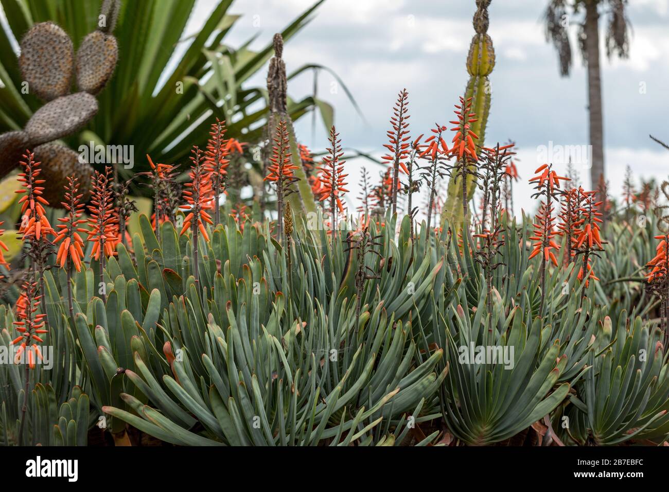 Aloe plant in bloom. Spectacular tall bright orange tubular flower ...