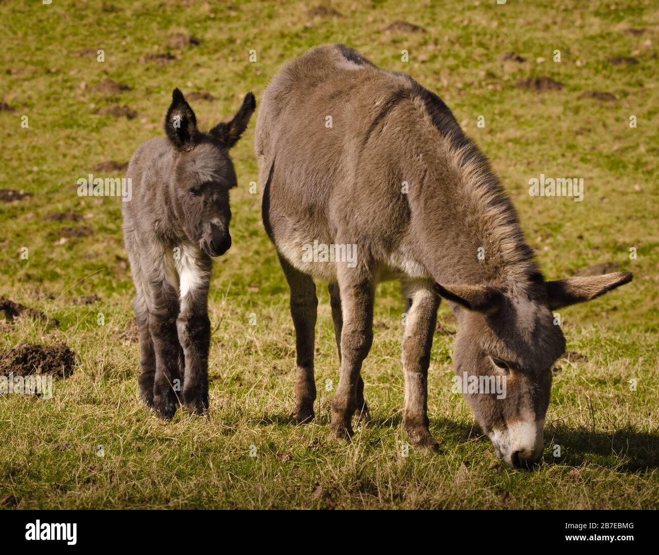 Portrait of a cute little donkey foal in the meadow in spring Stock ...