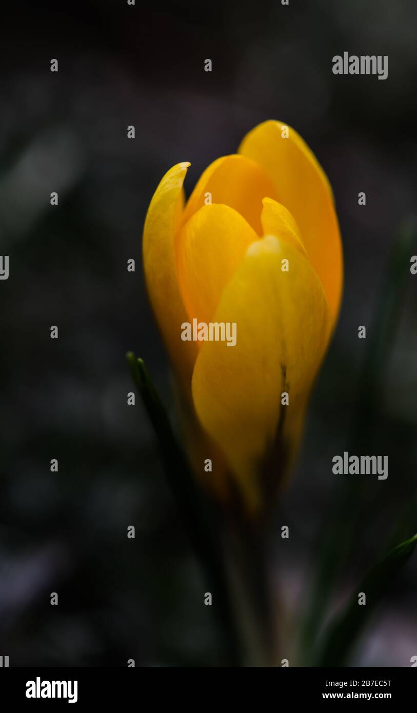 Spring is coming. The first yellow crocuses in my garden Stock Photo ...