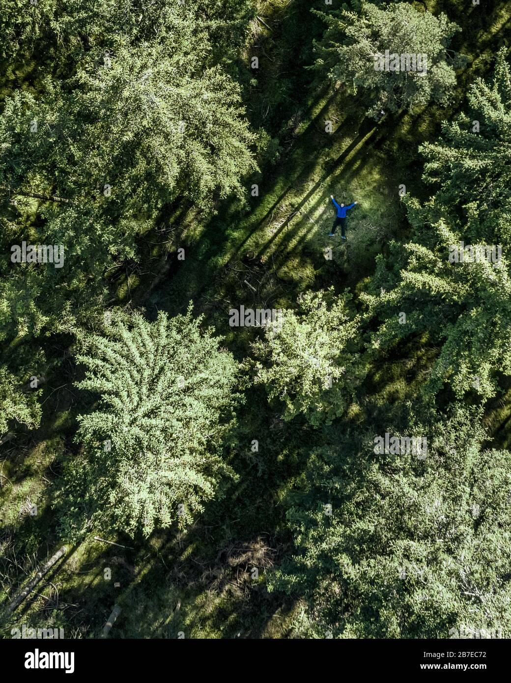 Top view at green trees of a forest in summer Stock Photo - Alamy