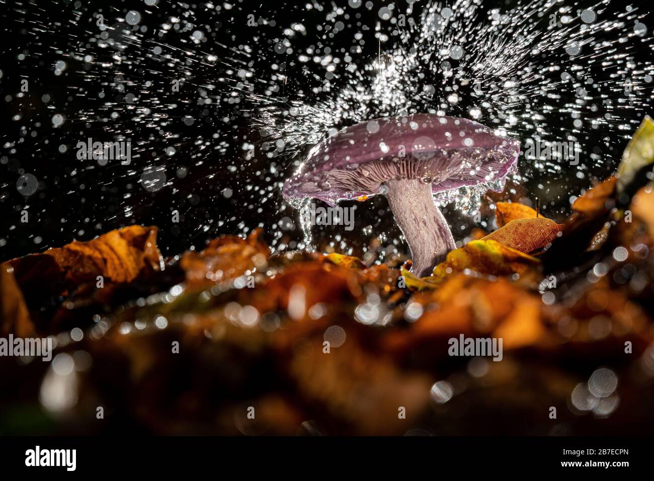 Closeup shot of a wild mushroom under a pouring rain growing in a ...