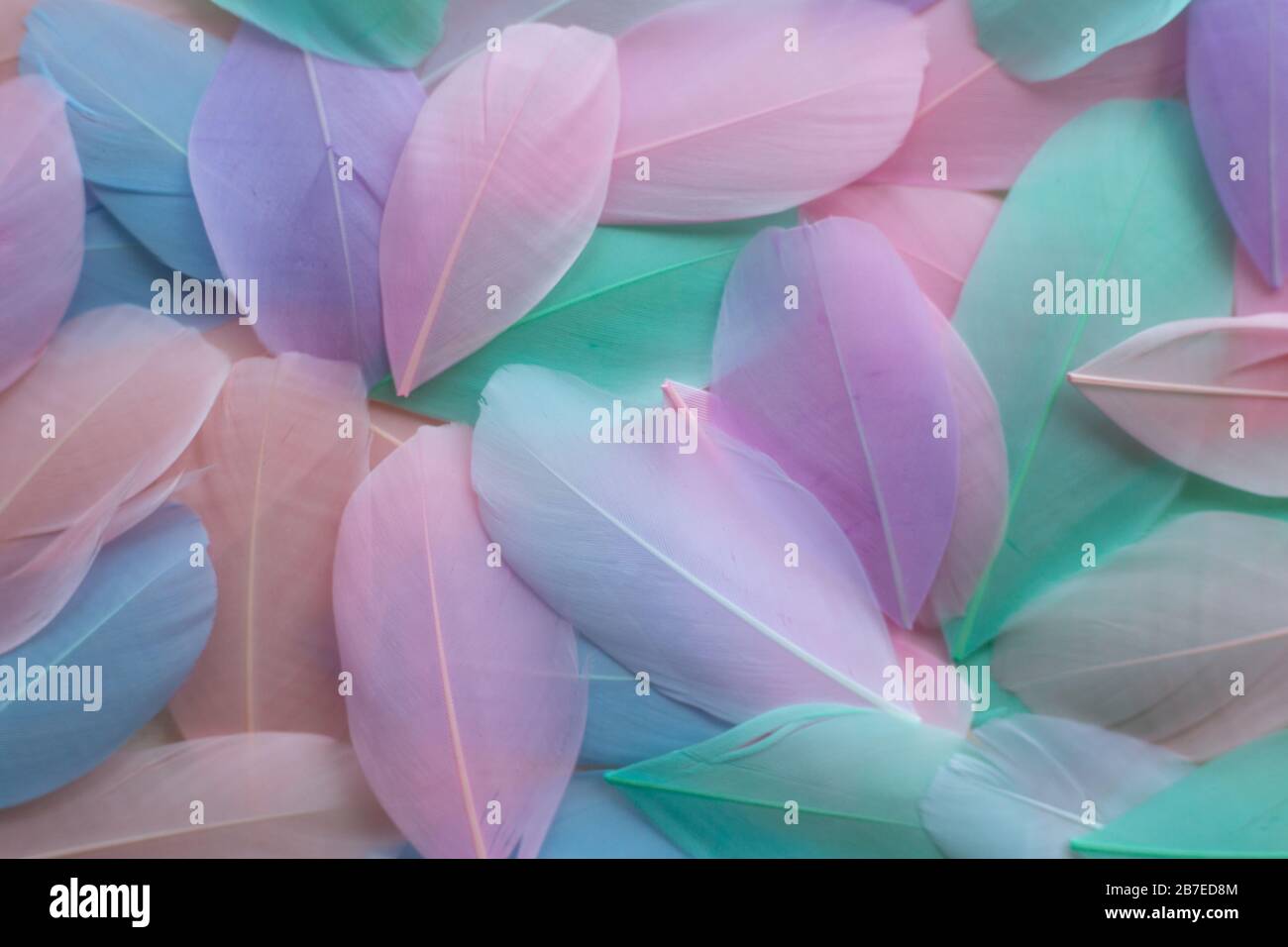 Coral Pink blue green pastel colored color trends feather texture ...