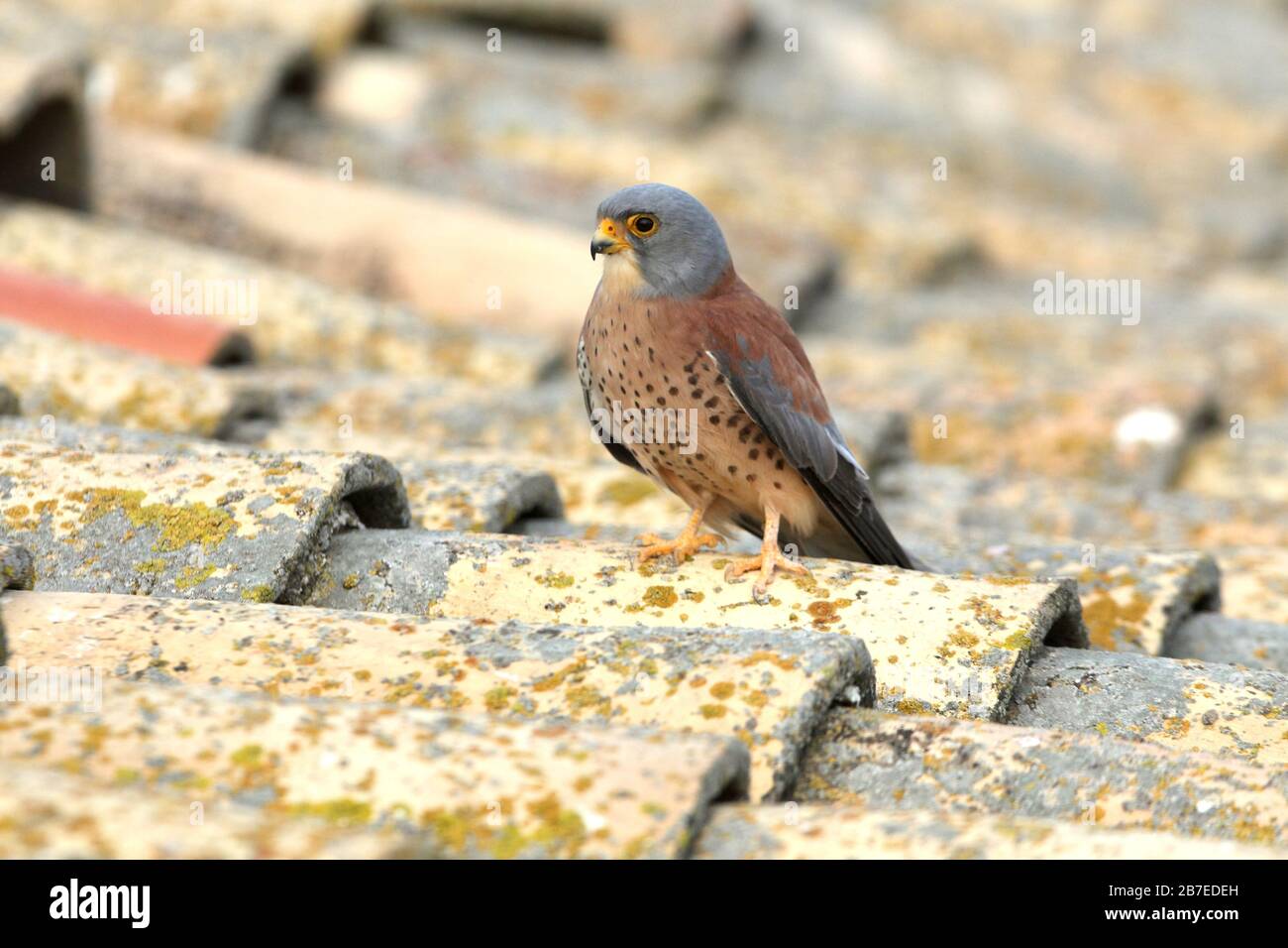 Male of Lesser kestrel, falcons, kestrel, birds, Falco naumanni Stock ...