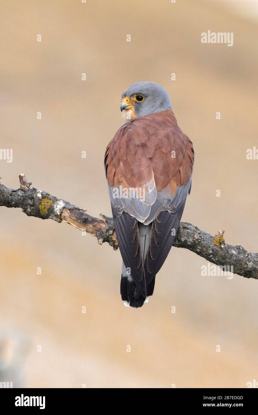 Male of Lesser kestrel, falcons, kestrel, birds, Falco naumanni Stock ...