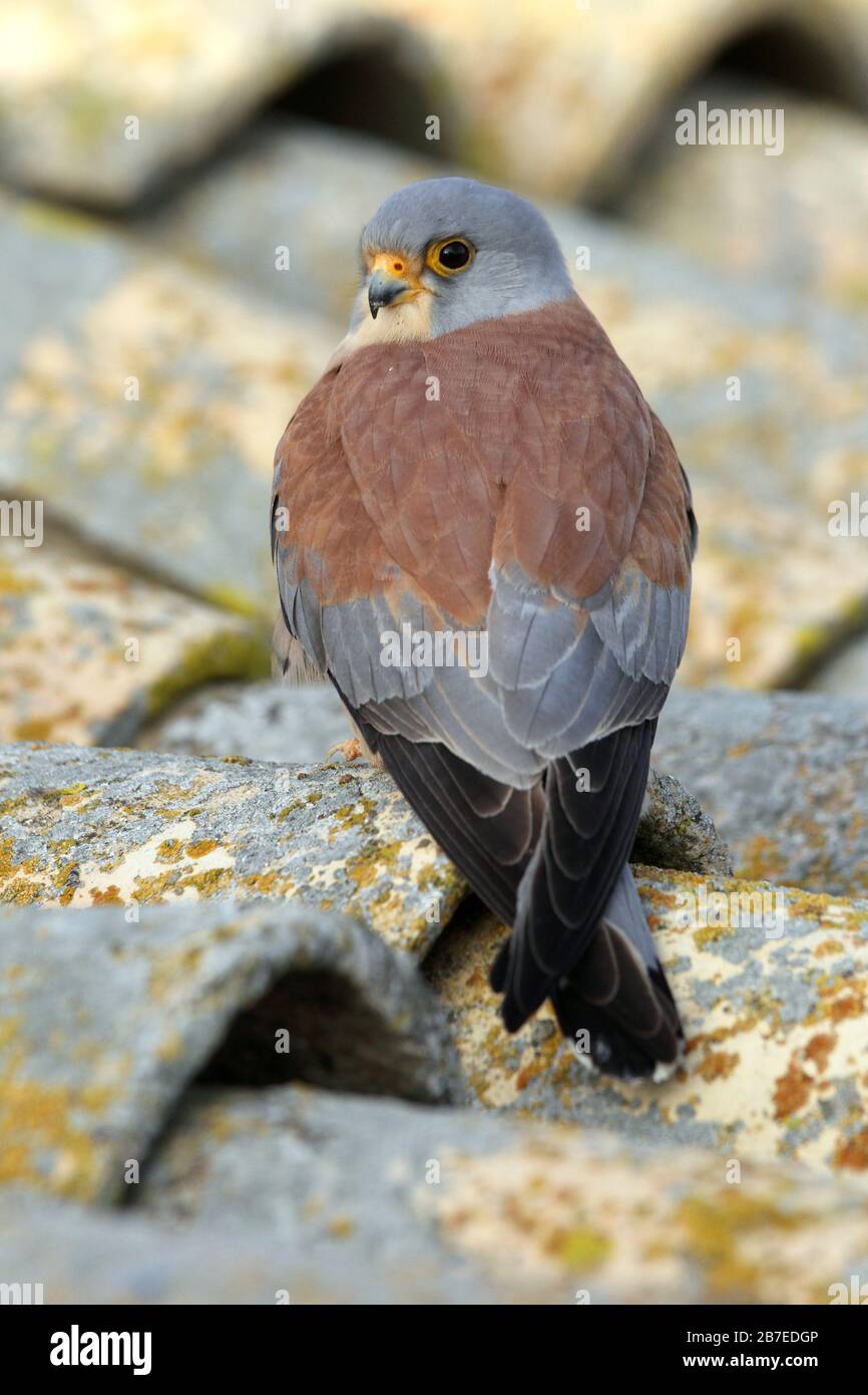 Male of Lesser kestrel, falcons, kestrel, birds, Falco naumanni Stock ...