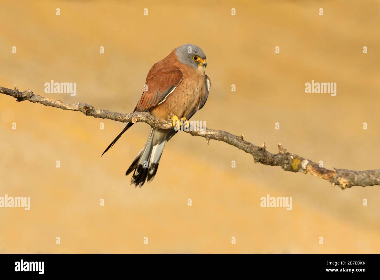 Male of Lesser kestrel, falcons, kestrel, birds, Falco naumanni Stock ...