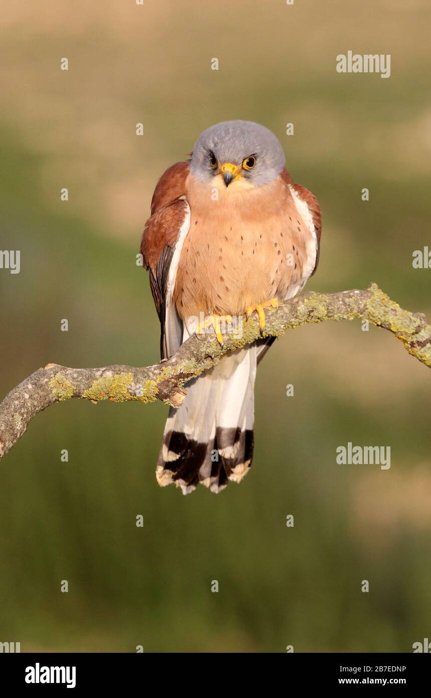 Male of Lesser kestrel, falcons, kestrel, birds, Falco naumanni Stock ...