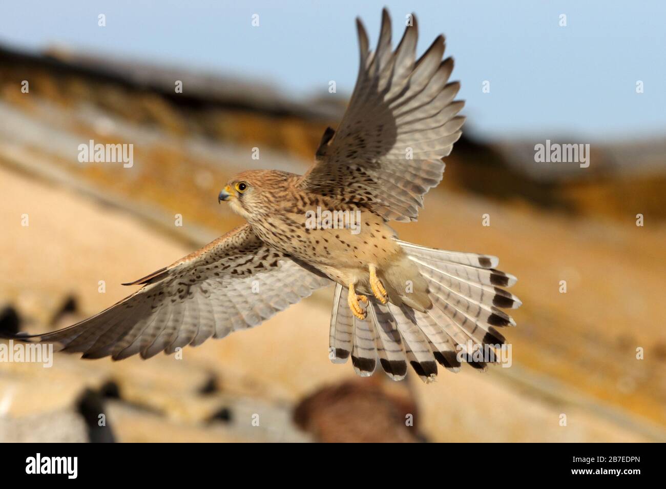 Female of Lesser kestrel. Falco naumanni Stock Photo - Alamy