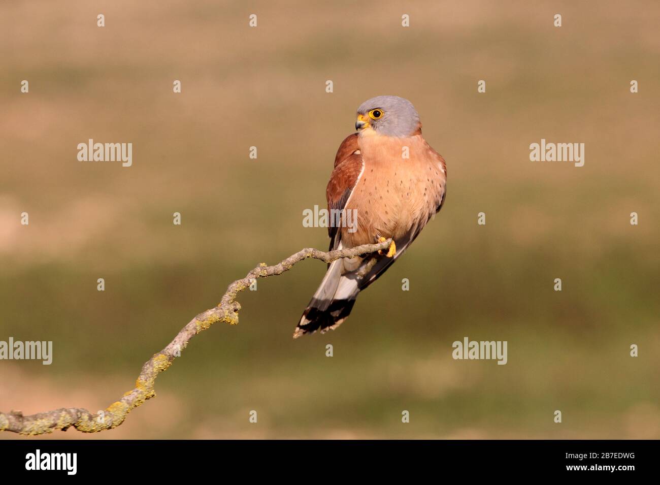Male of Lesser kestrel, falcons, kestrel, birds, Falco naumanni Stock ...