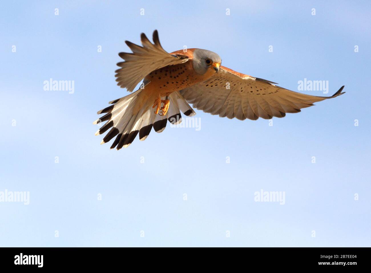 Flying lesser kestrel sky background hi-res stock photography and images - Alamy