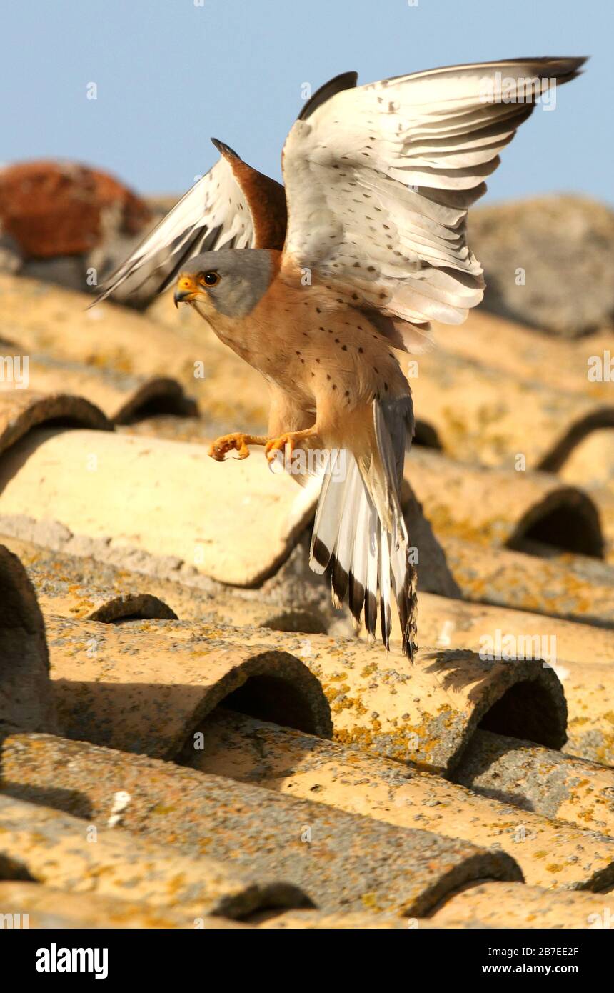Flying lesser kestrel sky background hi-res stock photography and ...