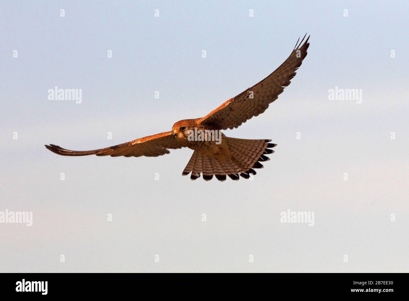 Female of Lesser kestrel flying, falcon, bird, kestrel, Falco naumanni ...