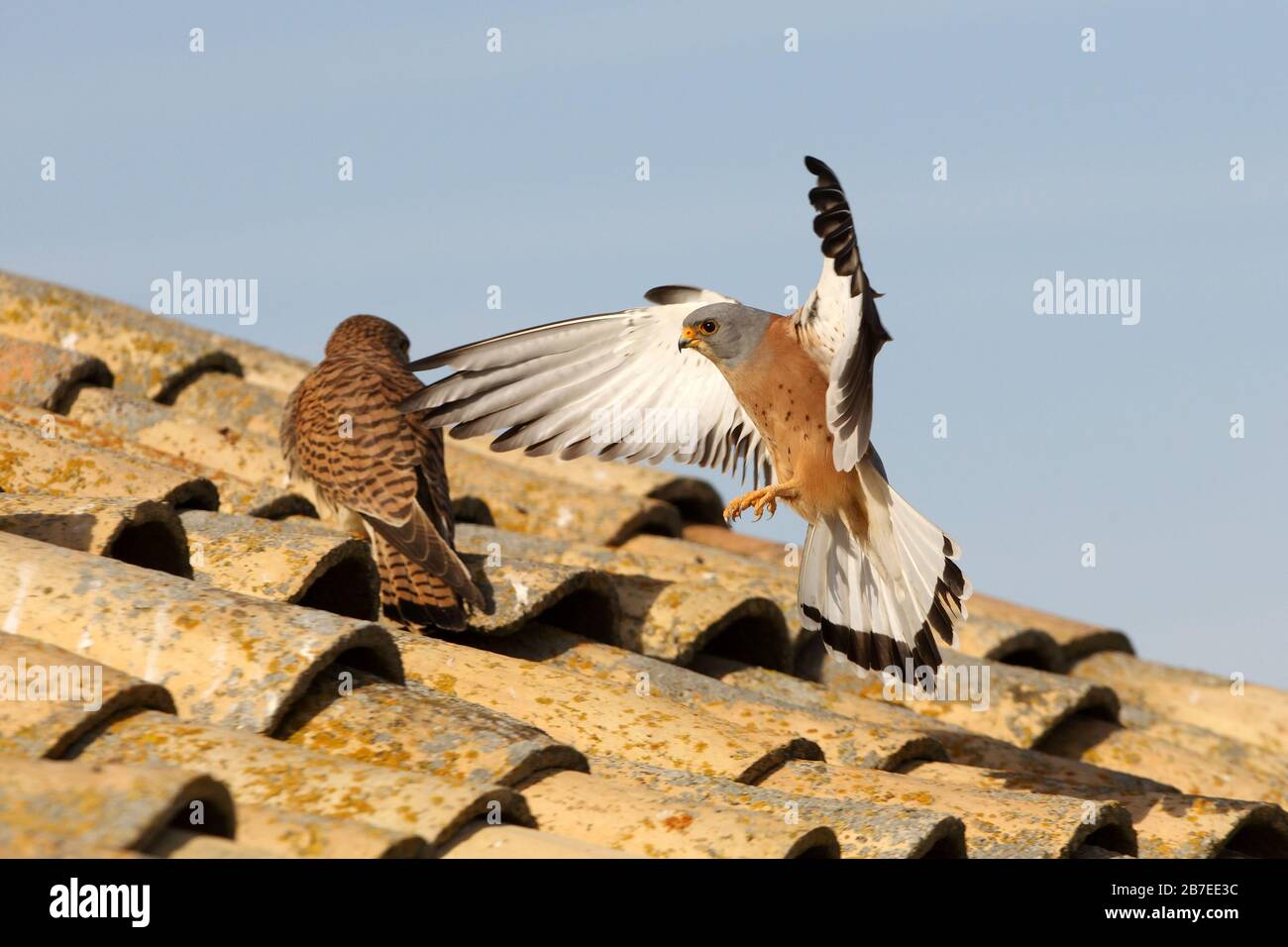 Flying lesser kestrel sky background hi-res stock photography and images - Alamy