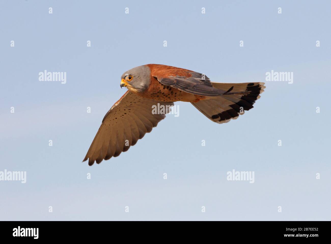 Flying lesser kestrel sky background hi-res stock photography and images - Alamy