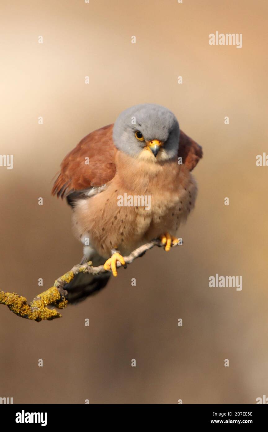 Male of Lesser kestrel, falcons, kestrel, birds, Falco naumanni Stock ...