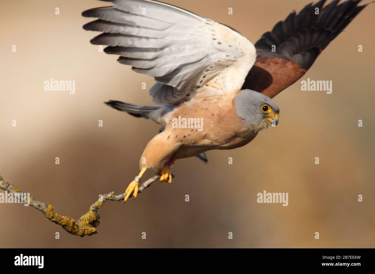 Male of Lesser kestrel, falcons, kestrel, birds, Falco naumanni Stock ...
