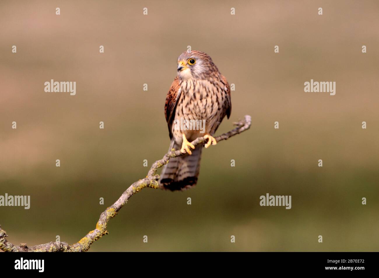 Female of Lesser kestrel. Falco naumanni Stock Photo - Alamy