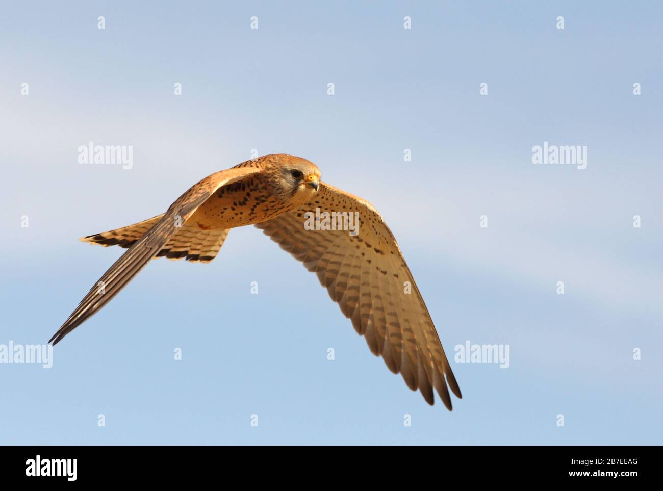 Female of Lesser kestrel flying, falcon, bird, kestrel, Falco naumanni ...