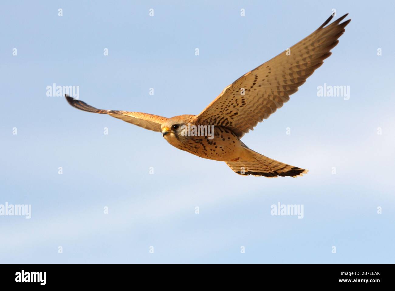 Female of Lesser kestrel flying, falcon, bird, kestrel, Falco naumanni ...