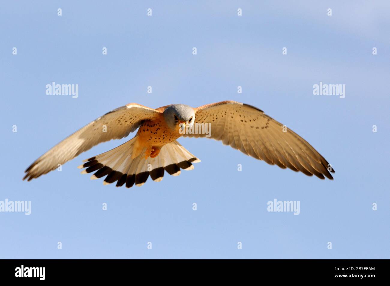 Male of Lesser kestrel flying, falcons, birds, kestrel, Falco naunanni ...