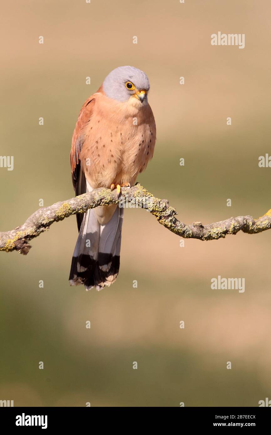 Male of Lesser kestrel, falcons, kestrel, birds, Falco naumanni Stock ...