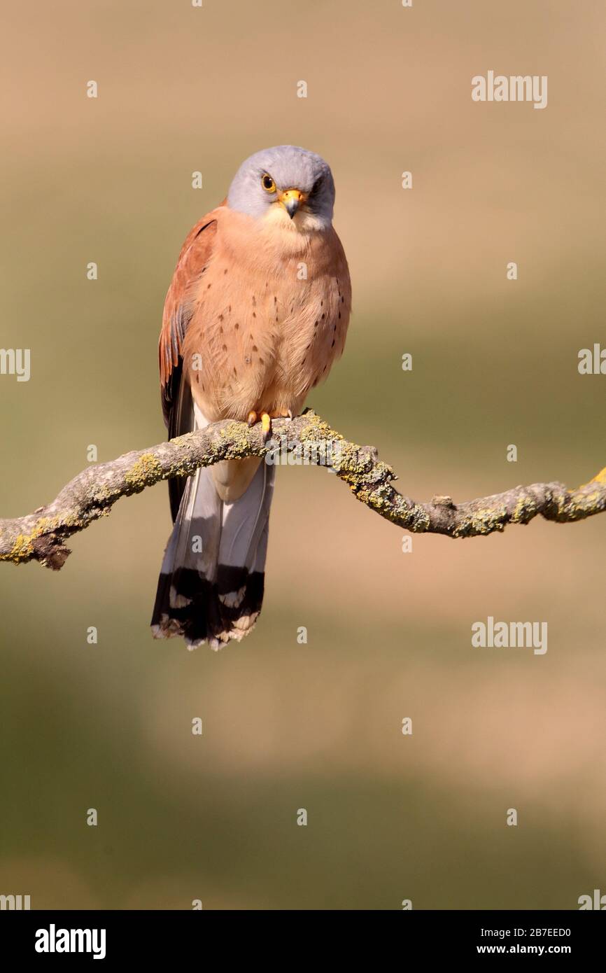 Male of Lesser kestrel, falcons, kestrel, birds, Falco naumanni Stock ...