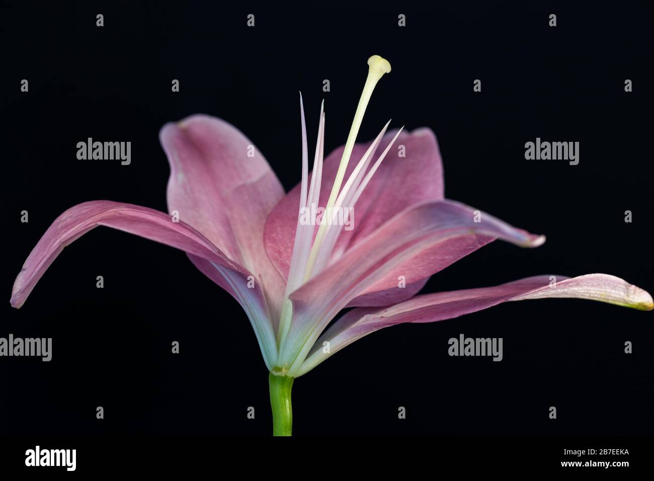 Horizontal side view of pink Asiatic lily with a dark background Stock ...