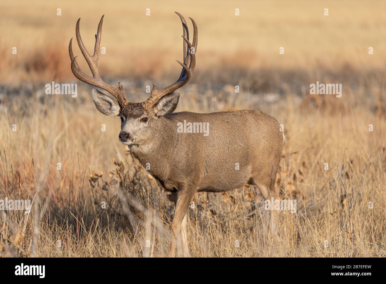 Rutting mule deer hi-res stock photography and images - Alamy