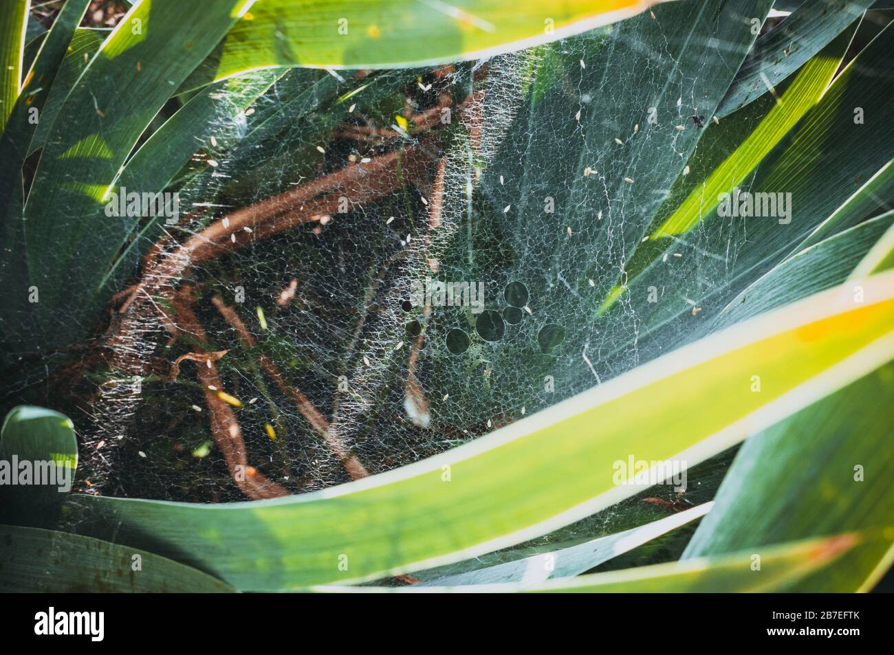 iris leaves are braided by a thick spider web in spring. The sun's rays ...