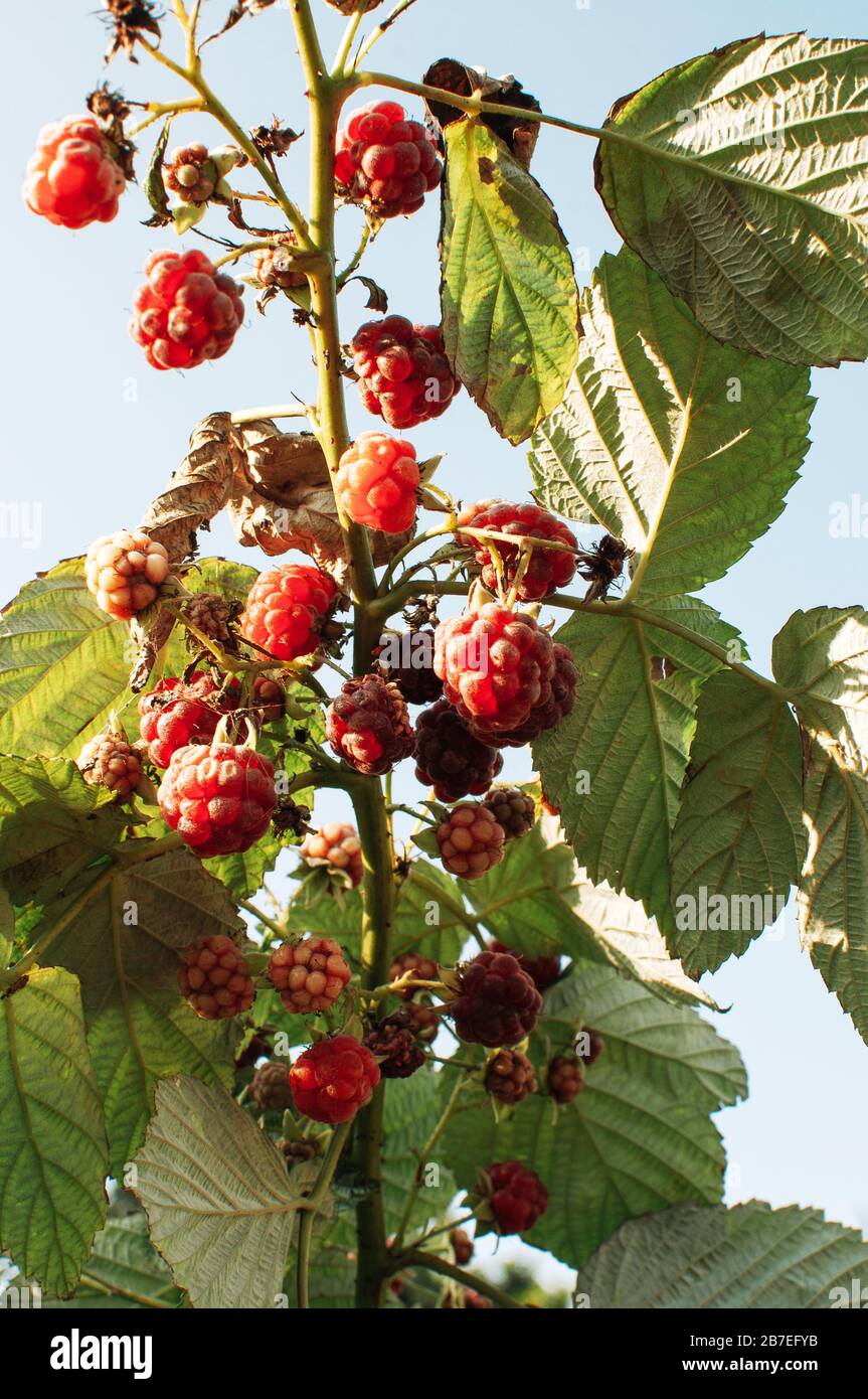 raspberries on a bush in the summer in the sun. Bottom view. Macro ...