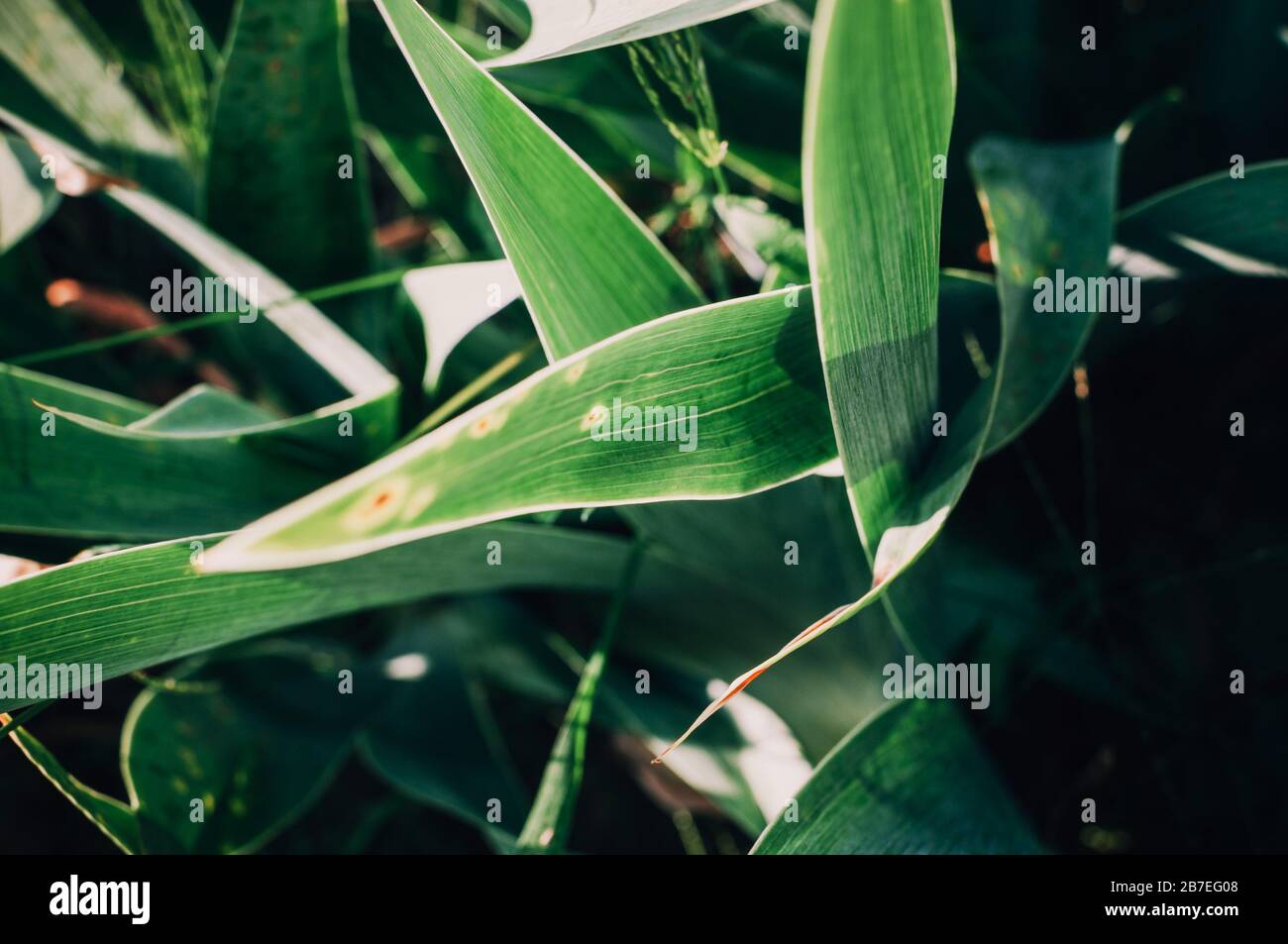 Iris fog mist light hi-res stock photography and images - Alamy