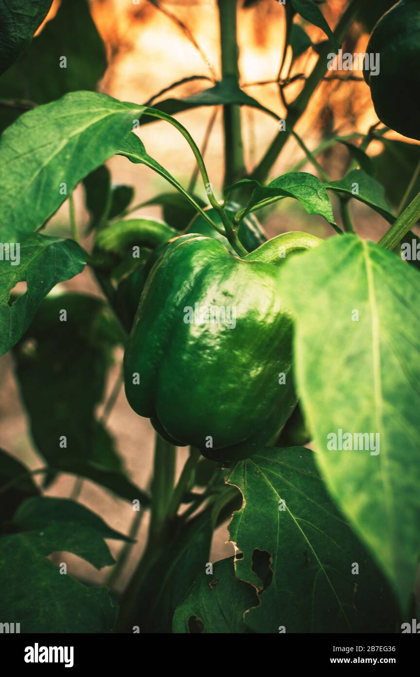 green paprika grows on a bush in a vegetable garden. Natural vegetable ...