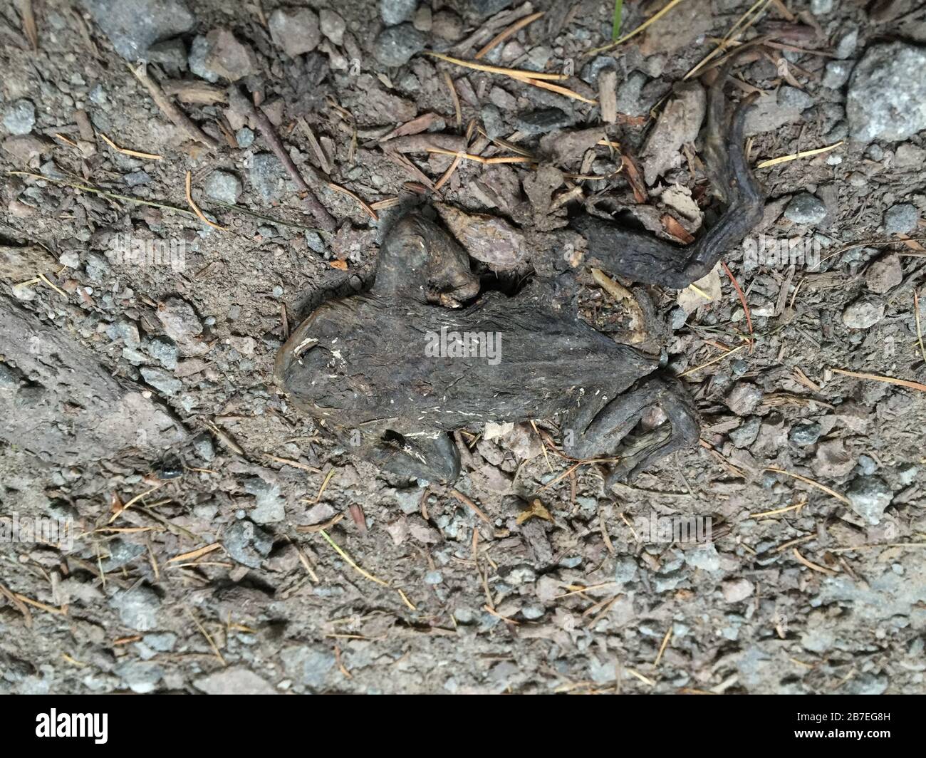 Dead frog's body lying on the ground surrounded by small rocks Stock ...