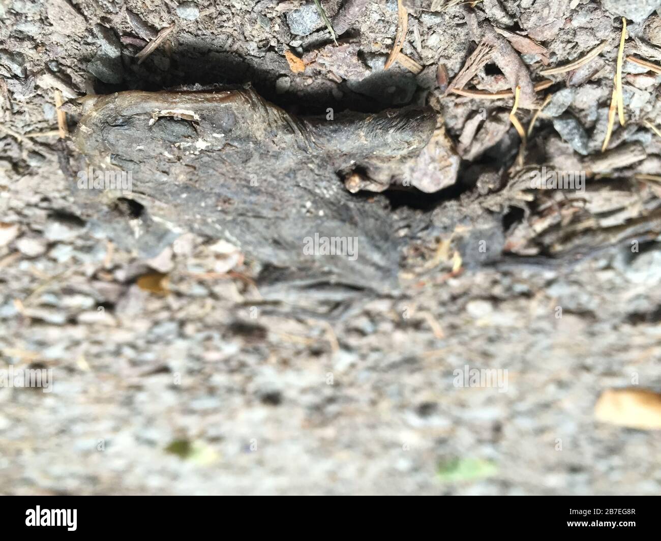 Dead frog's body lying on the ground surrounded by small rocks Stock ...