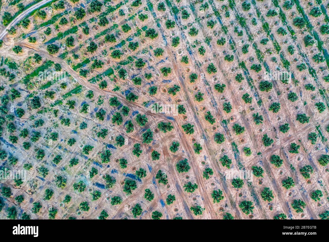 Olive trees landscapes. Plantage. Aerial shot from above. Spain Stock ...