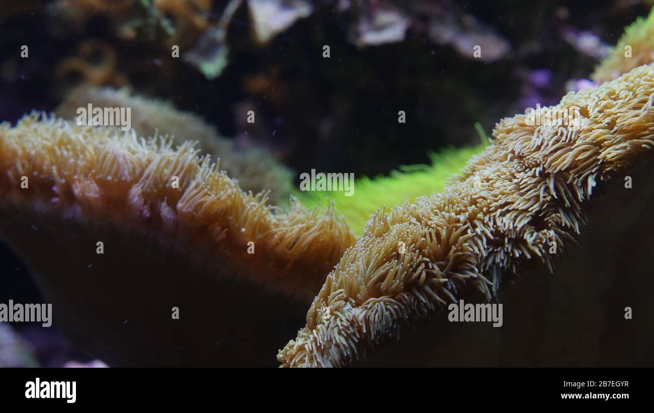 Sea anemones next to each other in the water Stock Photo - Alamy