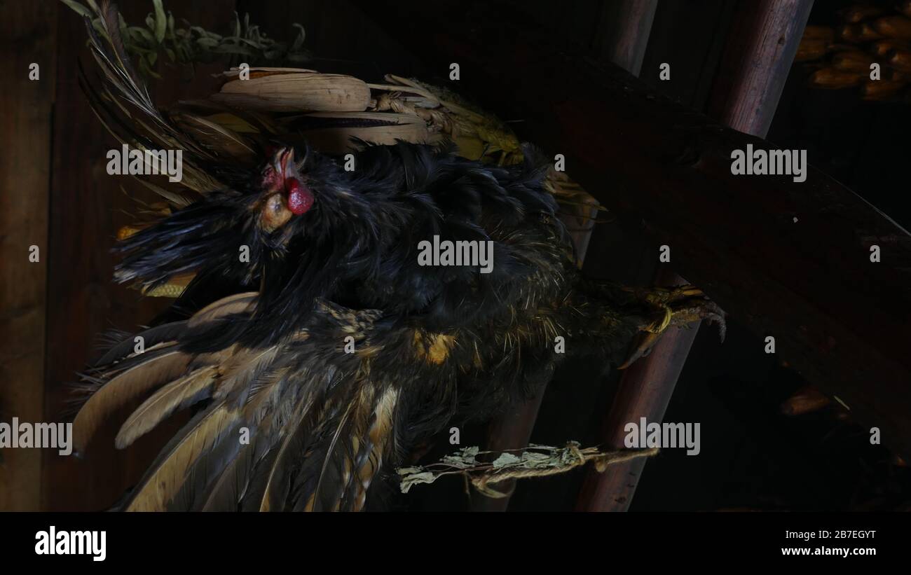Vertical shot of a dead hen hanging from a metal rail Stock Photo - Alamy