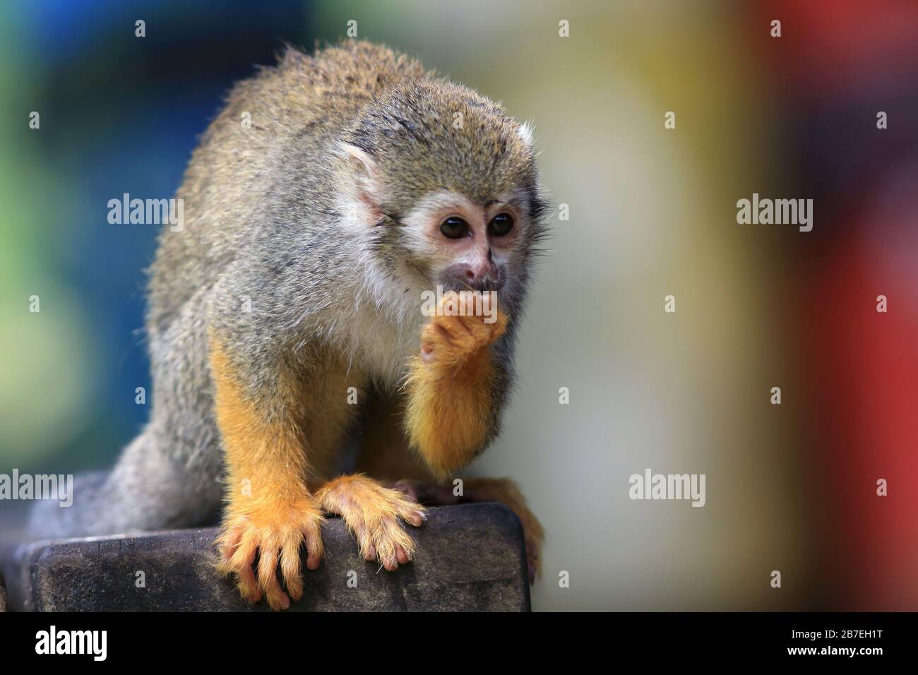 photo of squirrel monkey eating in urban park of brazil Stock Photo - Alamy