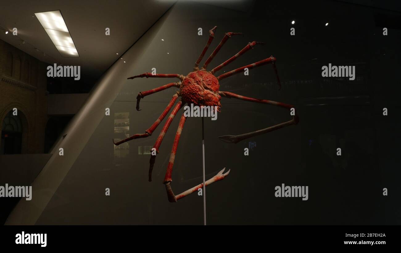 Low angle shot of a toy of a spider attached to a stick Stock Photo - Alamy