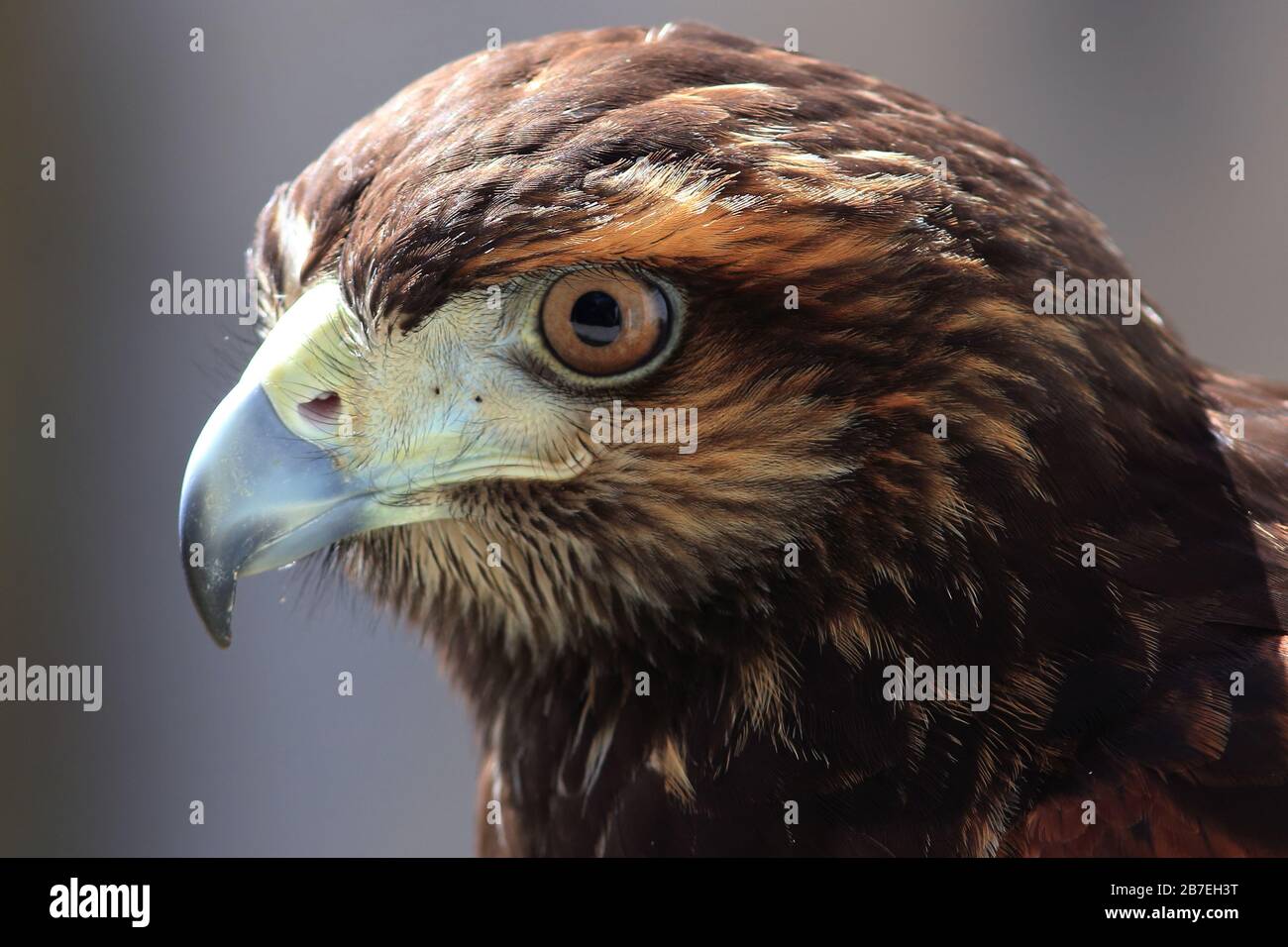 Hawk face hi-res stock photography and images - Alamy