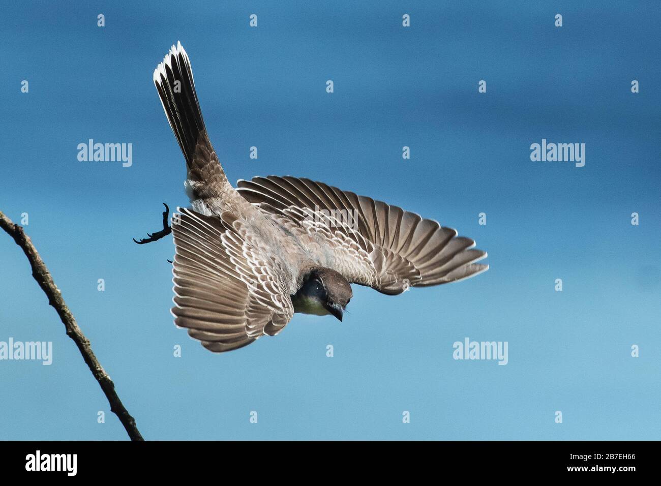 Eastern kingbird flight Stock Photo - Alamy