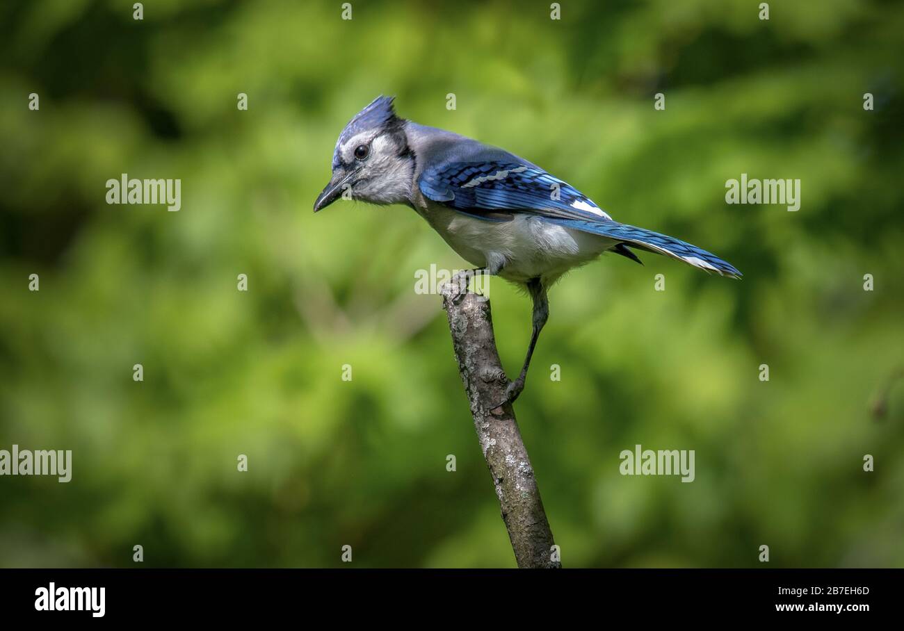 Blue jay (Cyanocitta cristata Stock Photo - Alamy