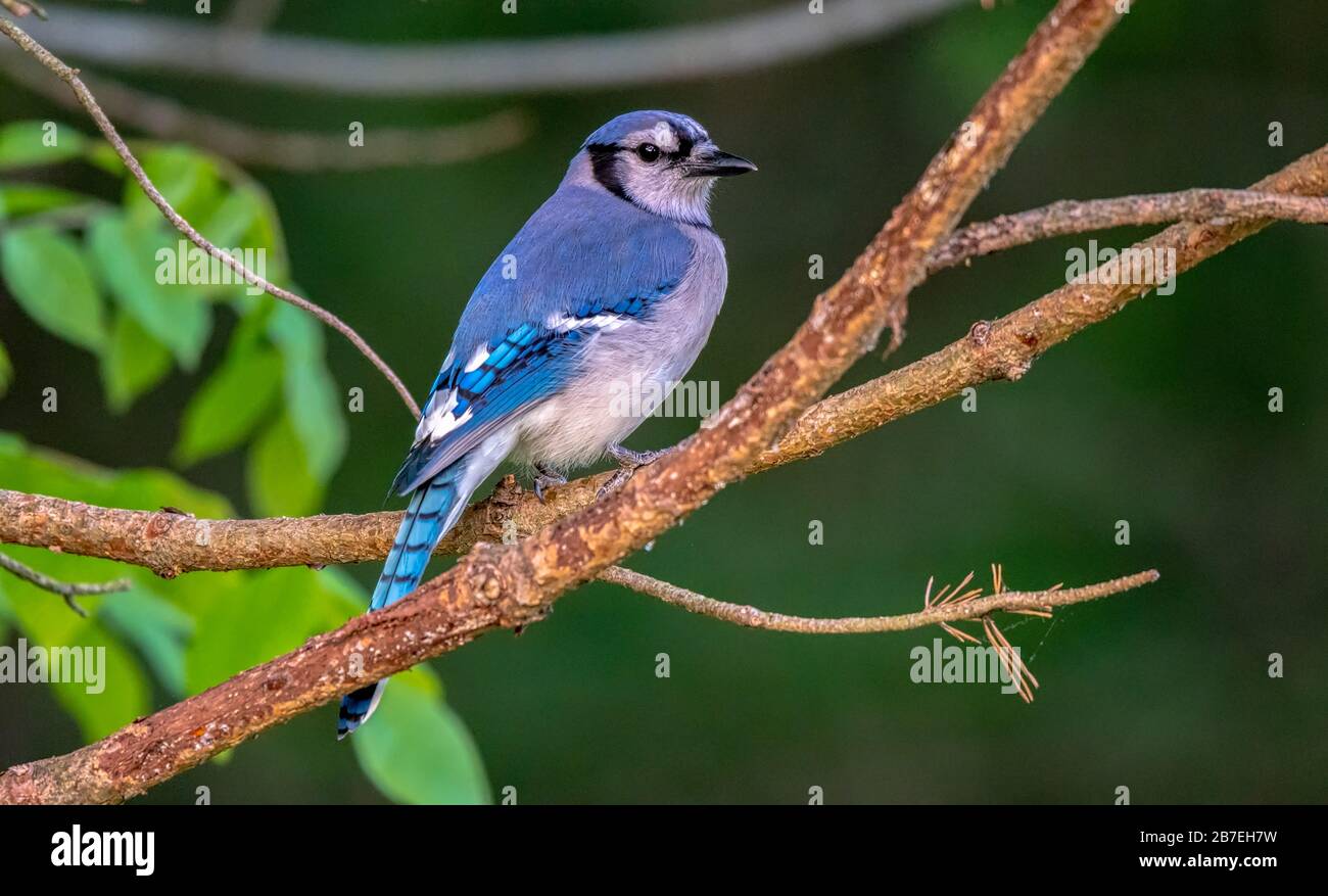 Blue jay (Cyanocitta cristata Stock Photo - Alamy