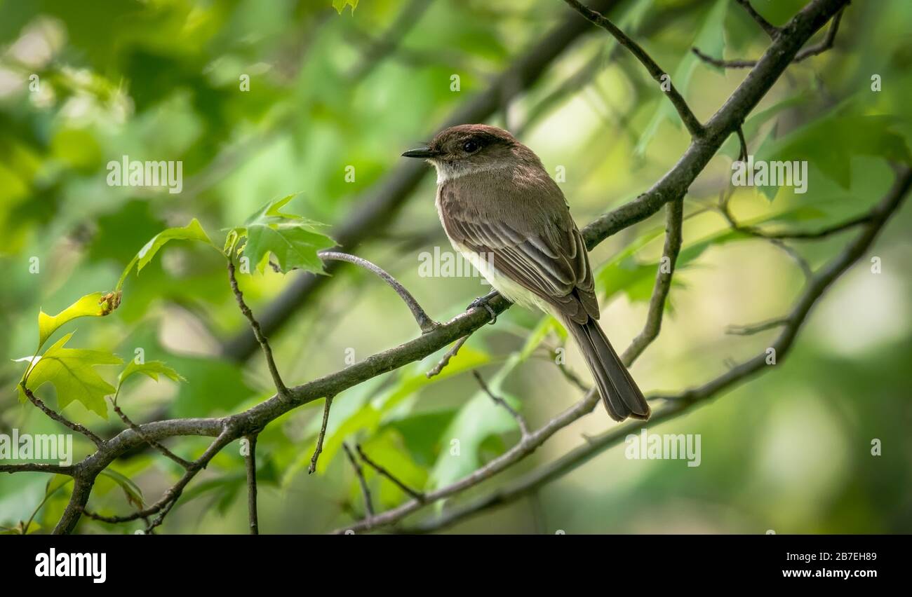 Eastern phoebe (Sayornis phoebe Stock Photo - Alamy