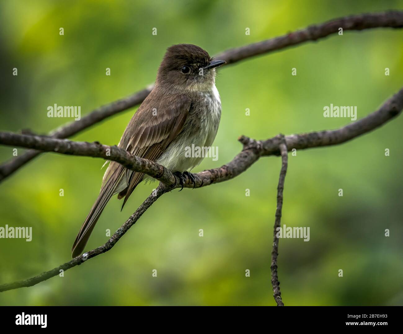 Eastern phoebe (Sayornis phoebe Stock Photo - Alamy