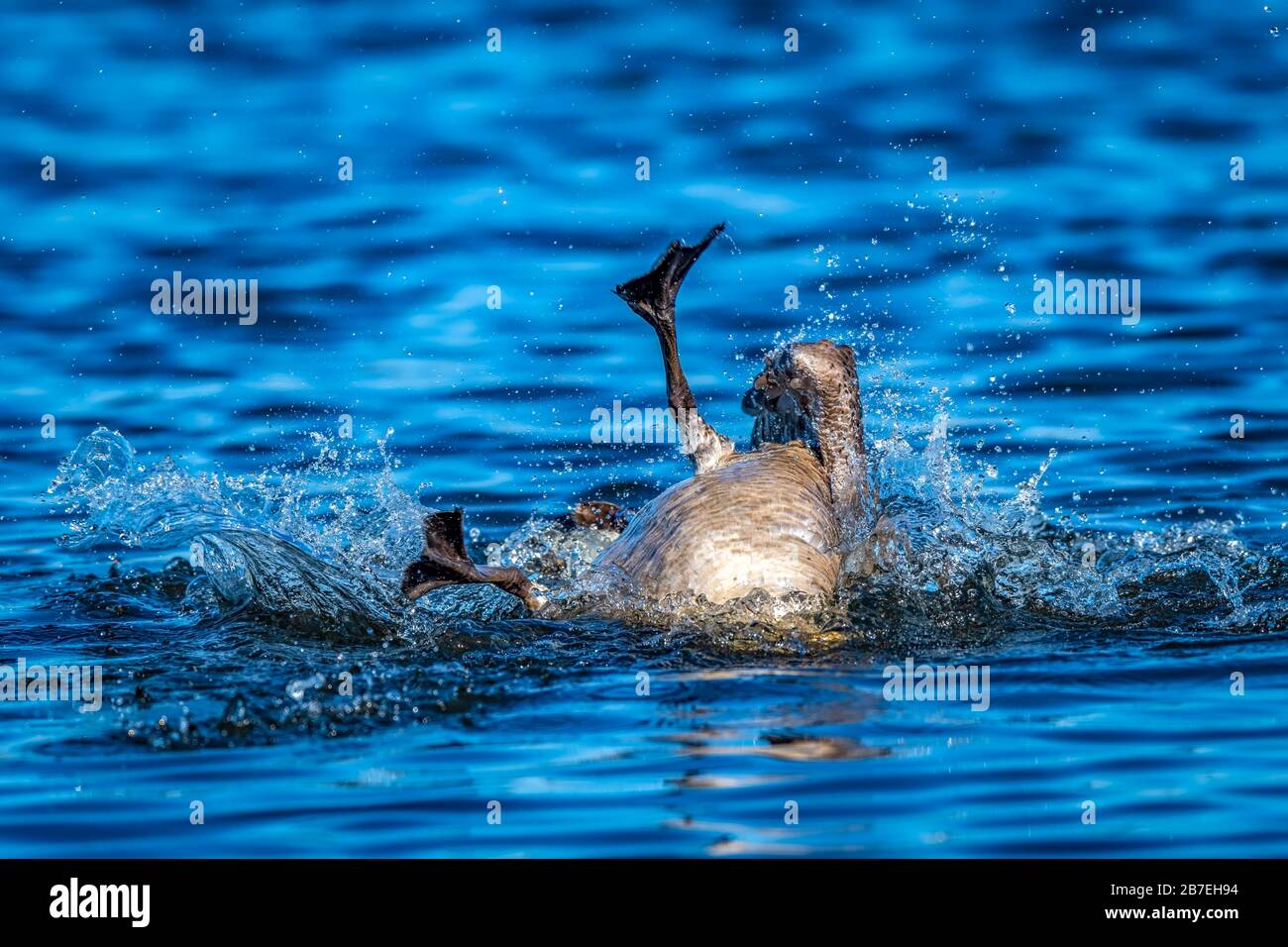 Canada goose vector hi-res stock photography and images - Alamy