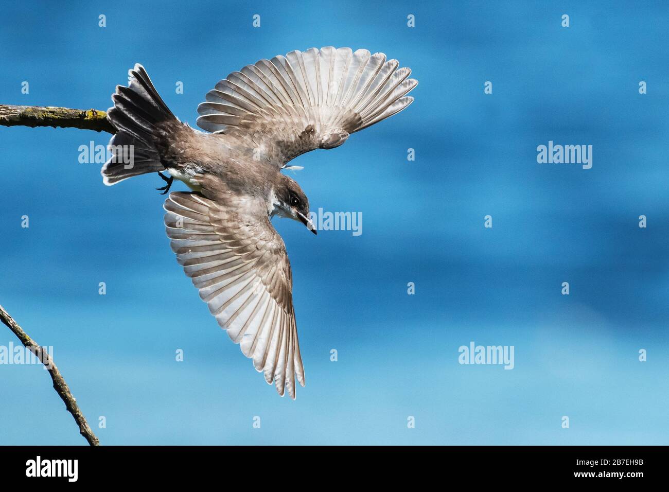 Eastern kingbird flying hi-res stock photography and images - Alamy