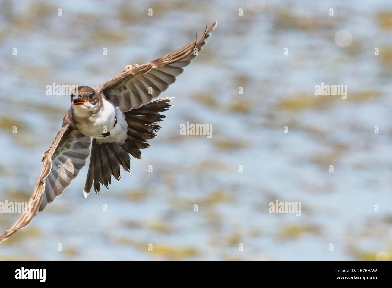 Eastern kingbird flight Stock Photo - Alamy
